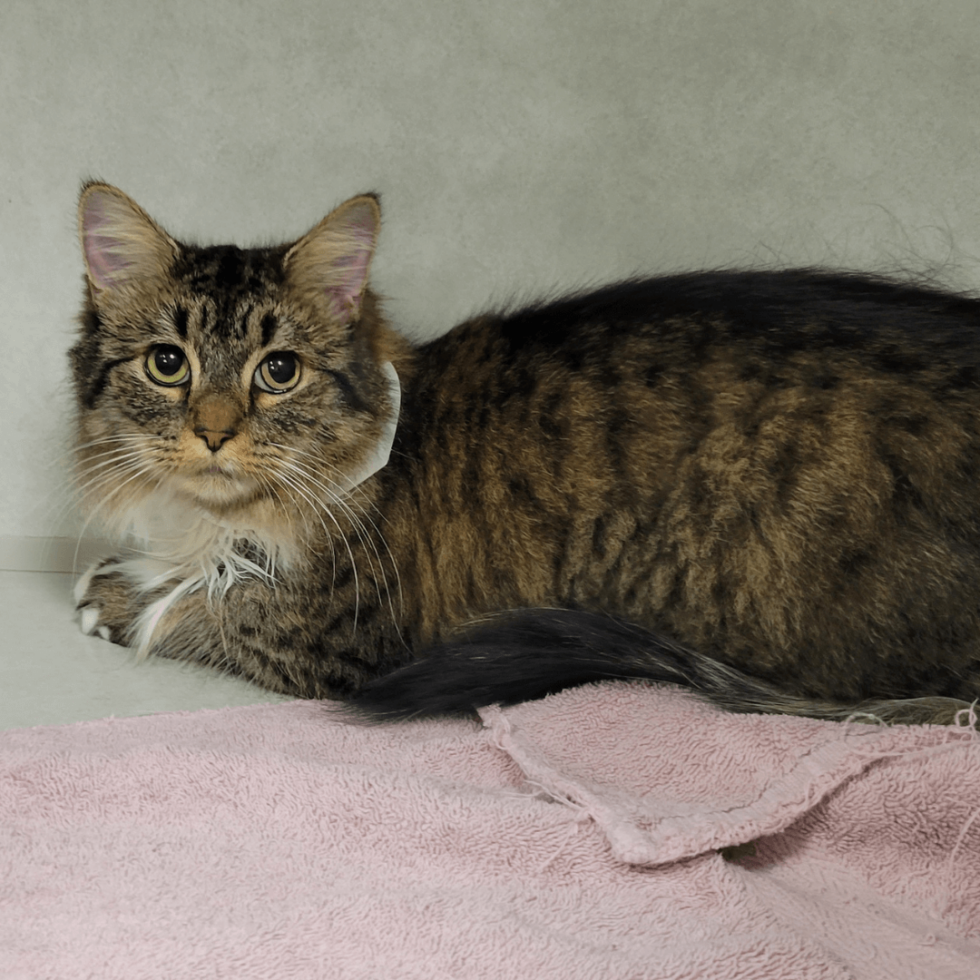 Privately Owned Specialty & ER Veterinary Hospital In Manakin-Sabot, VA ...