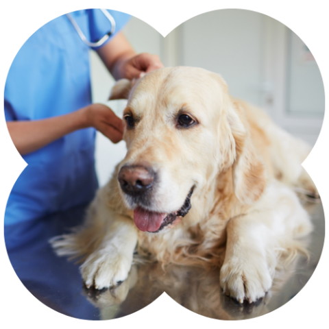 Privately Owned Specialty & ER Veterinary Hospital In Manakin-Sabot, VA ...