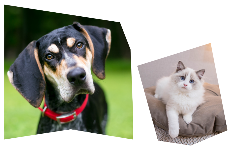 Prescription Refill Request Form | Vet Referral & Critical