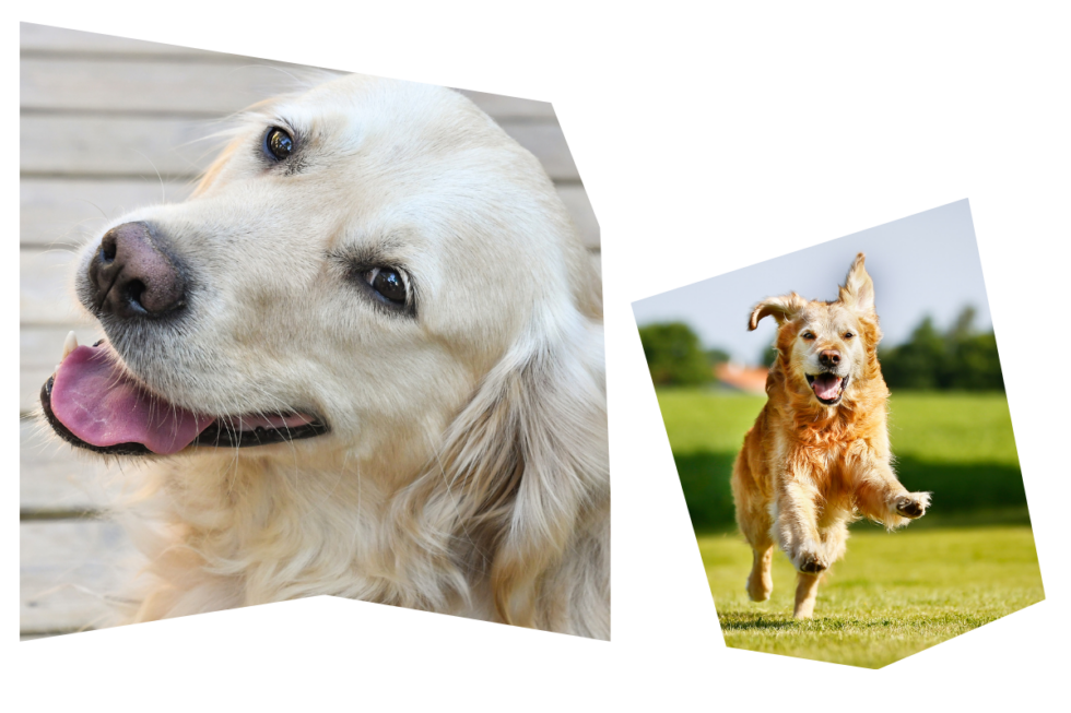 Specialty Referral Form | Veterinary Referral & Critical Care