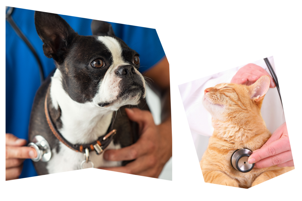 Referring Vets | Veterinary Referral & Critical Care