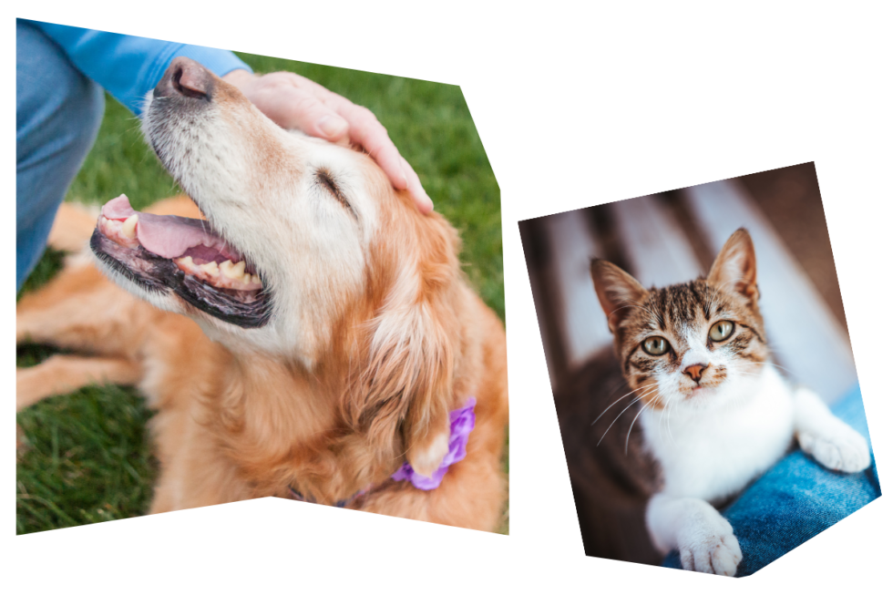 Privately Owned Specialty & ER Veterinary Hospital In Manakin-Sabot, VA ...